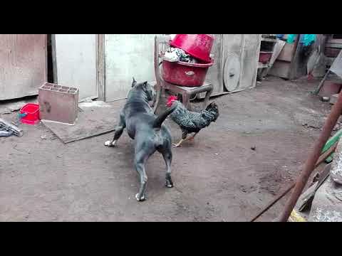 Pelea de perro y gallo - YouTube