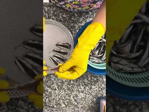 Siz hala hamsiyi kılçıklı mı yiyorsunuz?  Bu videodan sonra kılçıksız hamsinin keyfini çıkarın 🐟🎣