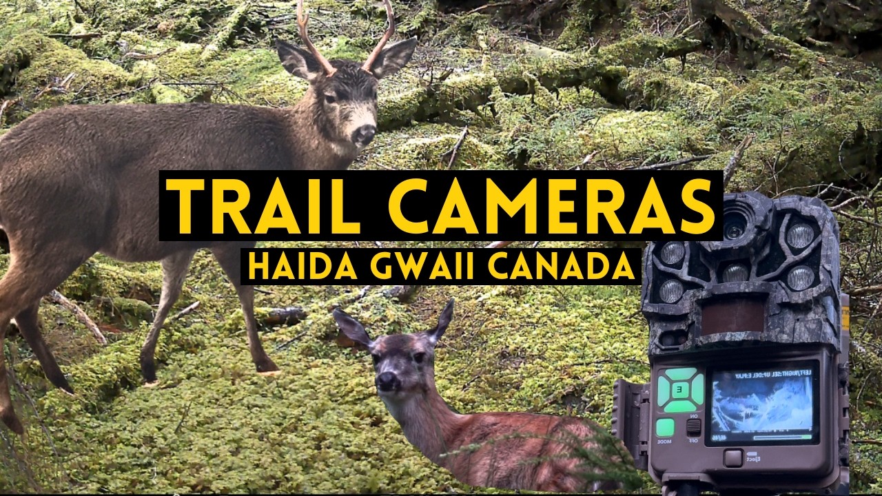 Trail Camera Footage: Haida Gwaii, BC - November 14th 2024 - YouTube