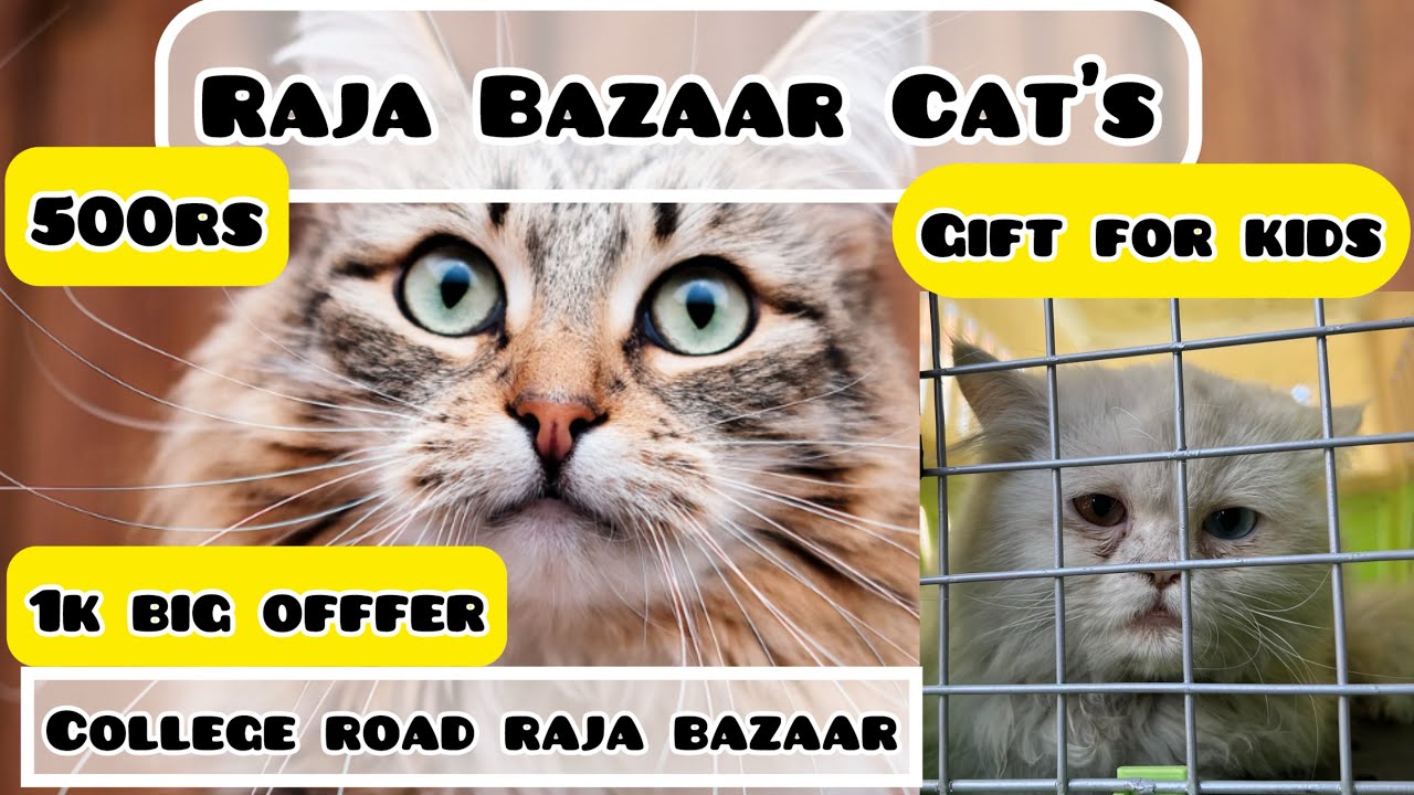 Raja bazaar cat’s Rawalpindi ||Cats|| cutest-cats|| colourful eyes ...