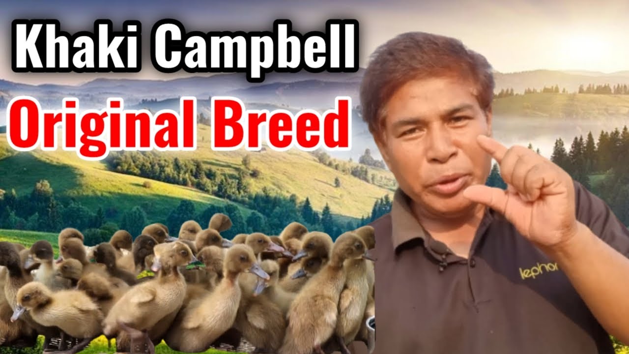 Khaki Campbell Ducks Original Breed in Nepal | Duck Farming in Nepal ...
