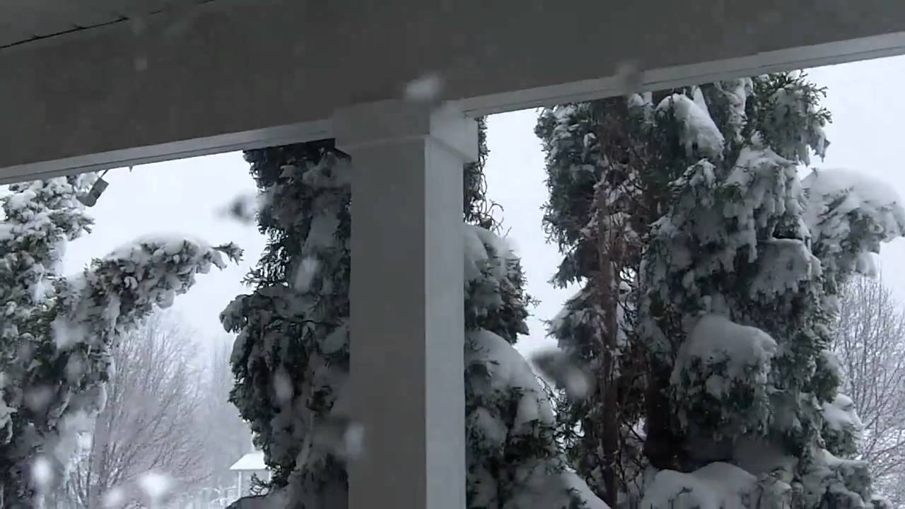 My Pine Trees Have Exploded!! - YouTube
