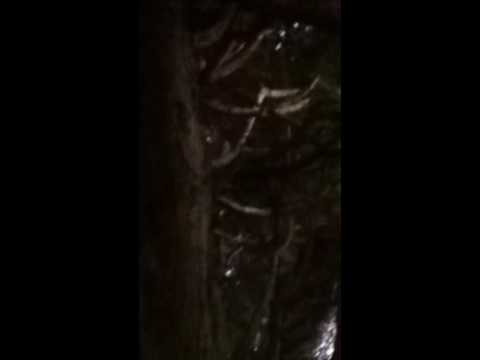 Videos of MI d fucking attempt(3)