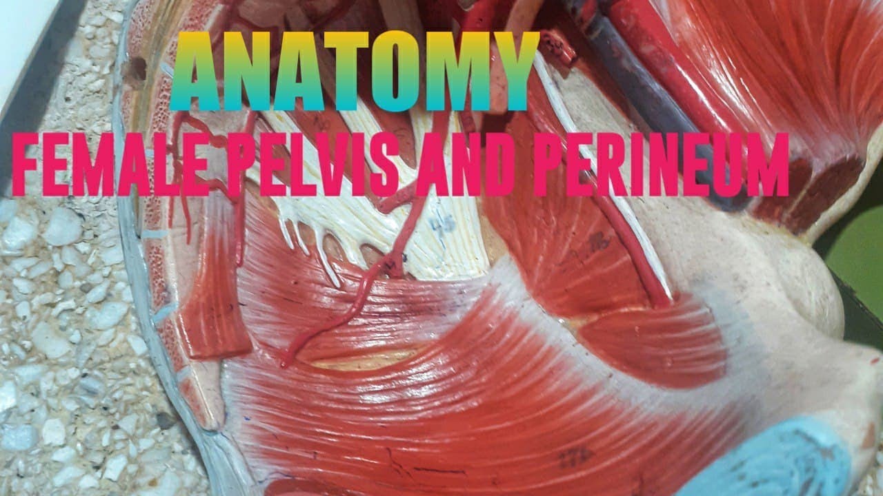 FEMALE PELVIS AND PERINEUM - YouTube