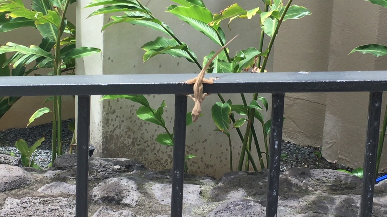 Praying Mantis Vs Gecko - YouTube