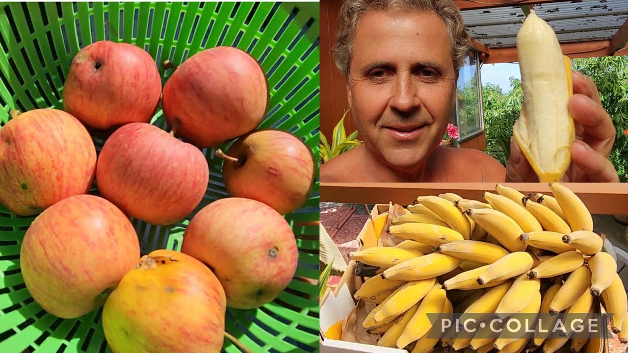 Tasting Home Ripened Bananas + Picking 1st Royal Gala Apples - YouTube