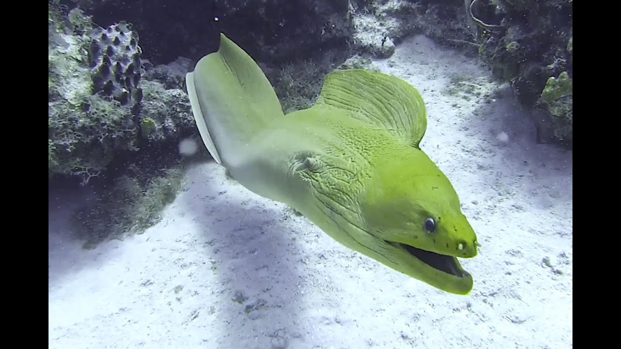 Moray Eels traveling, turtles and a spotted eagle Ray, scuba diving ...