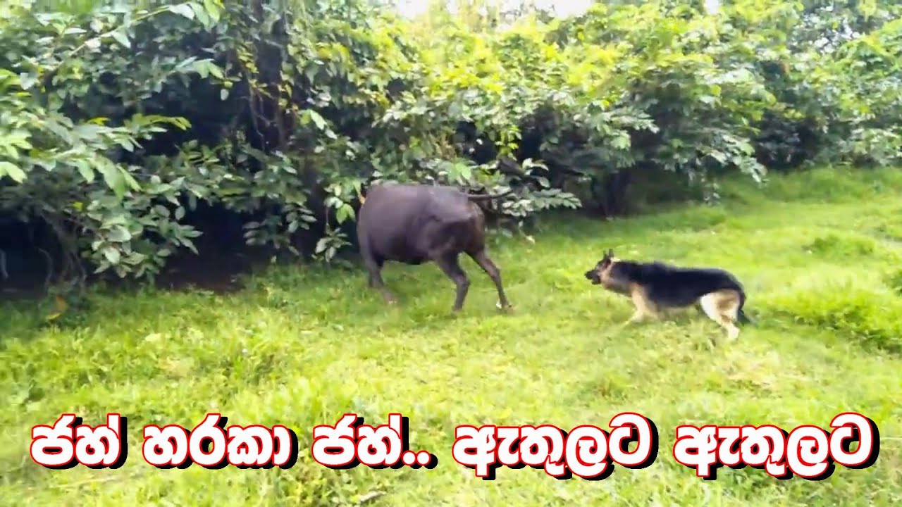 ජහ් හරකා ජහ් l සට පට සත්තපඩි වෙන්න දෙන්නේ හරකට l GSD Dog Sheed - YouTube