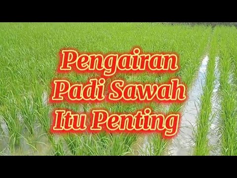 Pengairan Padi sawah #penyuluh Malinau #irigasi padi sawah - YouTube