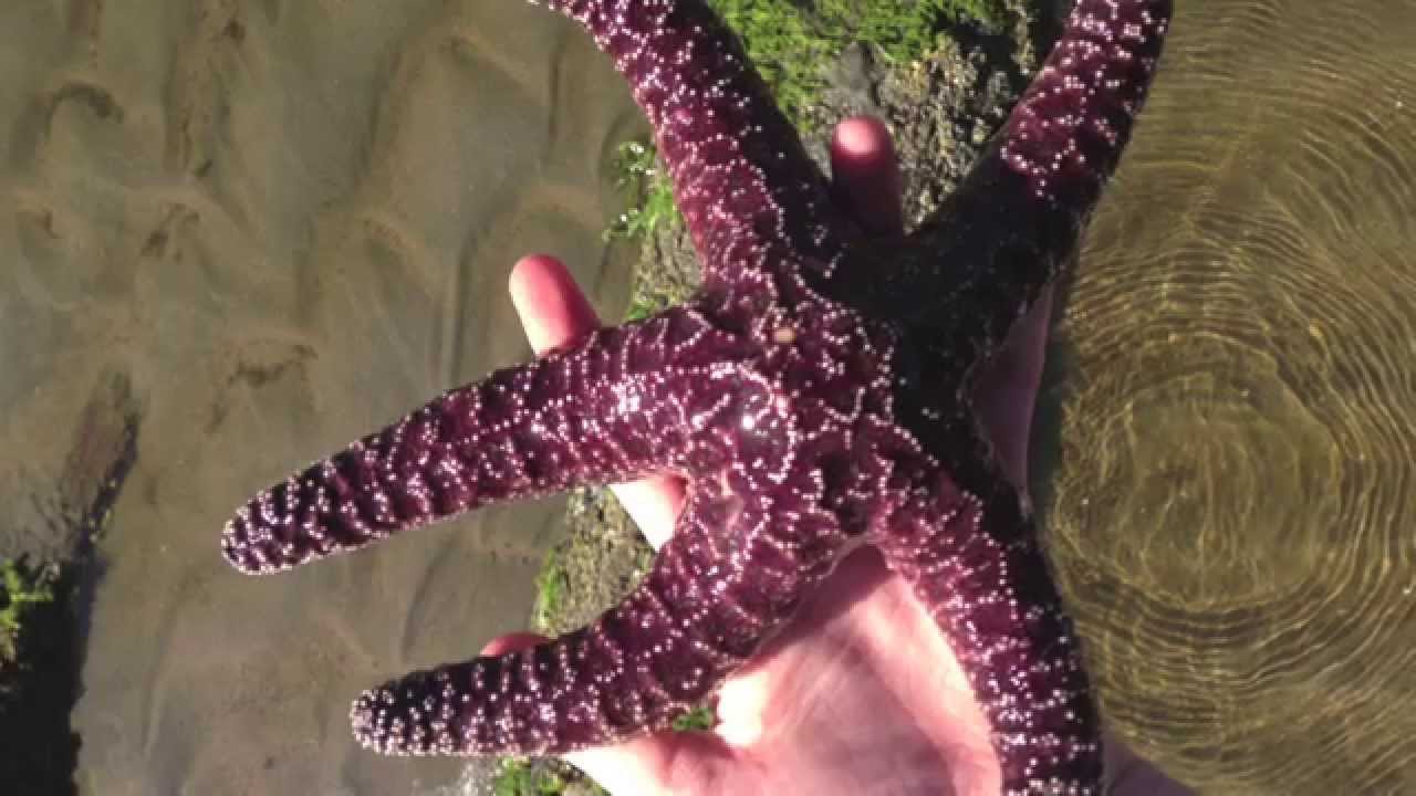 Pisaster Ochraceus ~ Starfish - YouTube