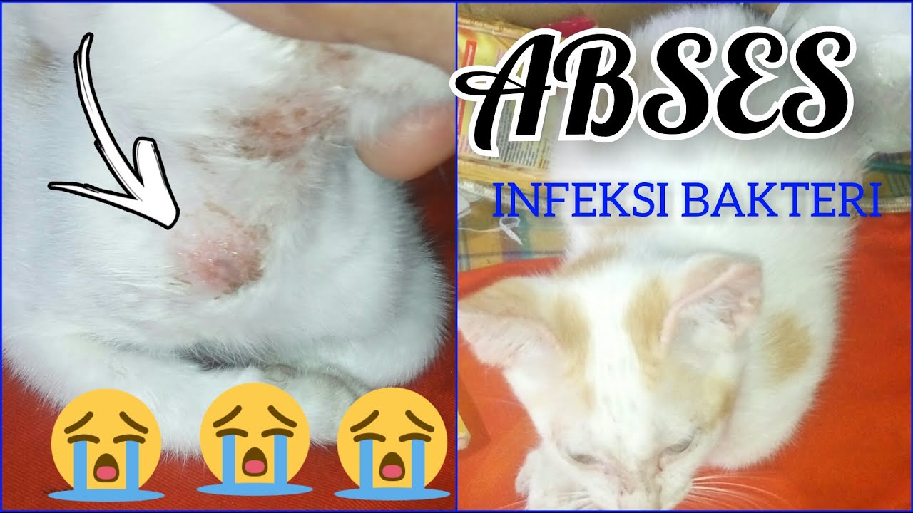 Abses Pada Kucing, Solusinya... ??? #kucing #bisul #animaltv07 - YouTube