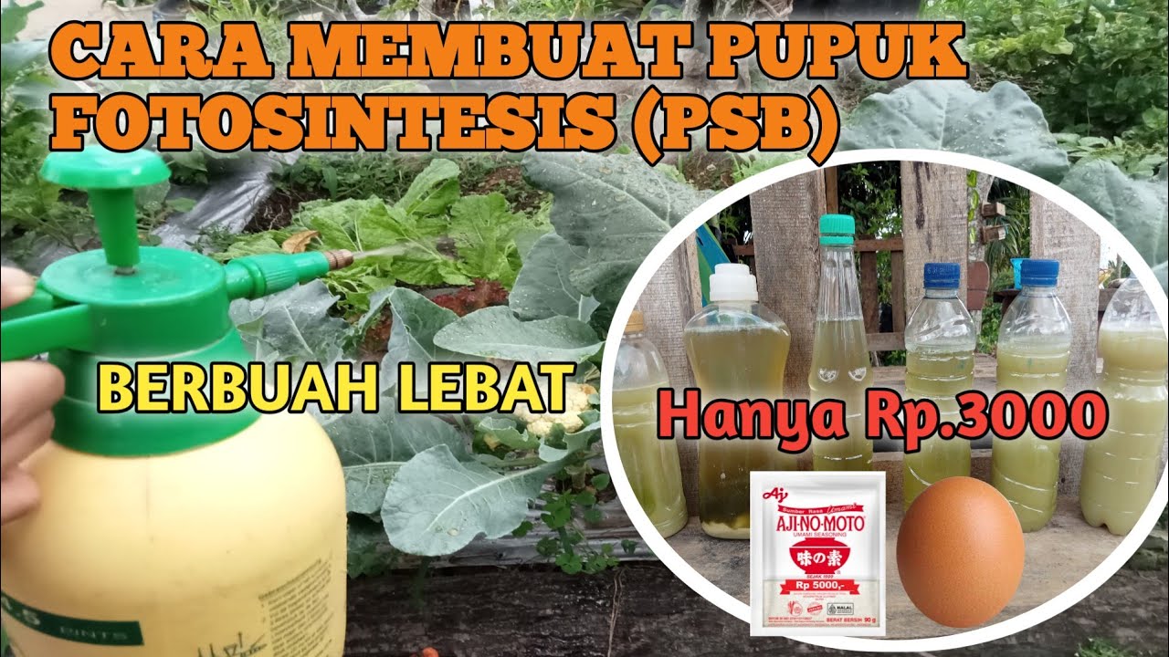 CARA MEMBUAT PUPUK BAKTERI FOTOSINTESIS (PSB) - YouTube