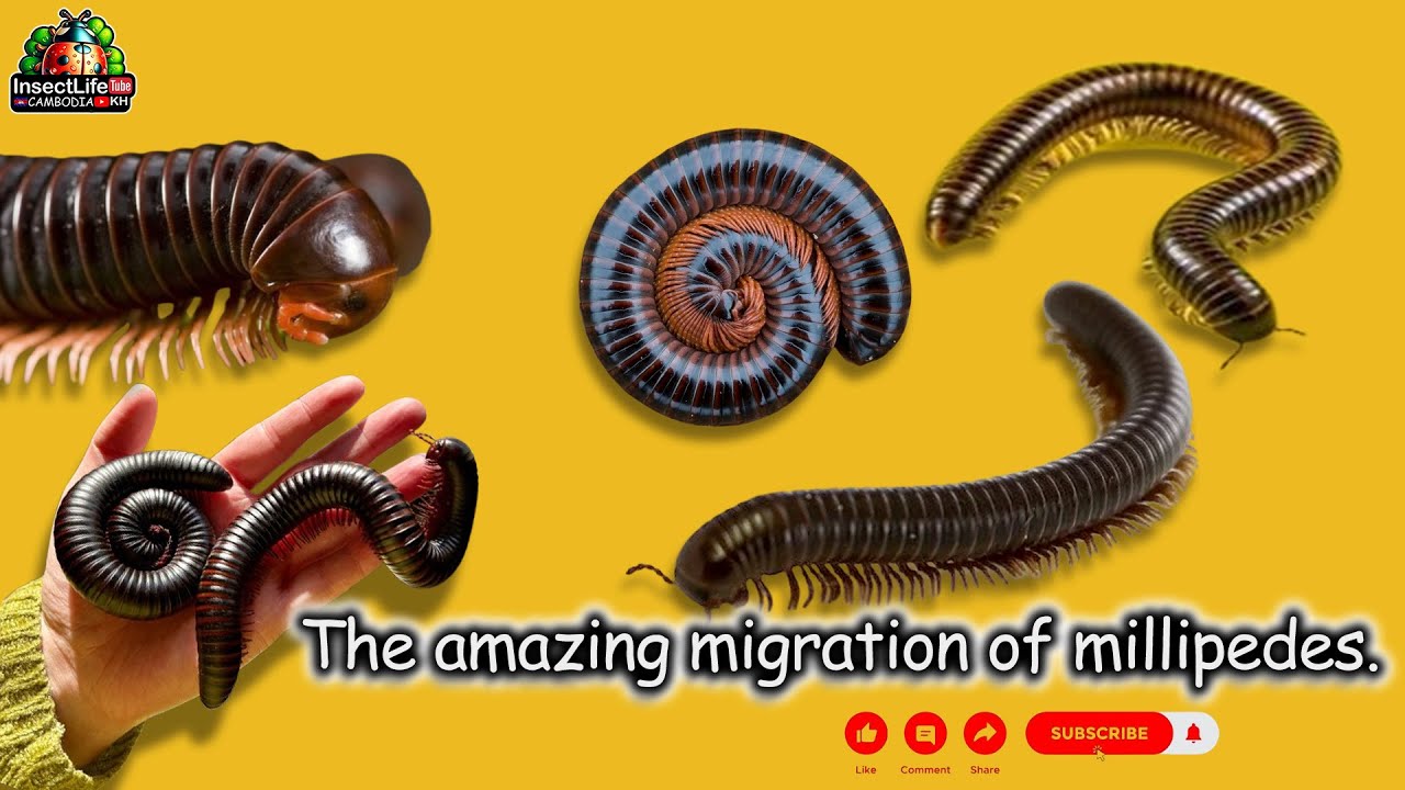 The amazing migration of millipedes - YouTube