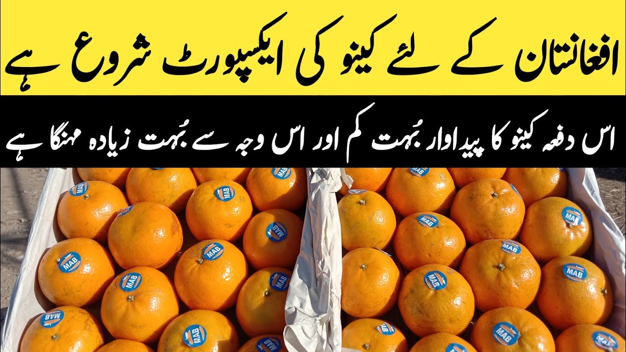 Export quality Pakistani kinnow || Pakistan to Afghanistan and ...