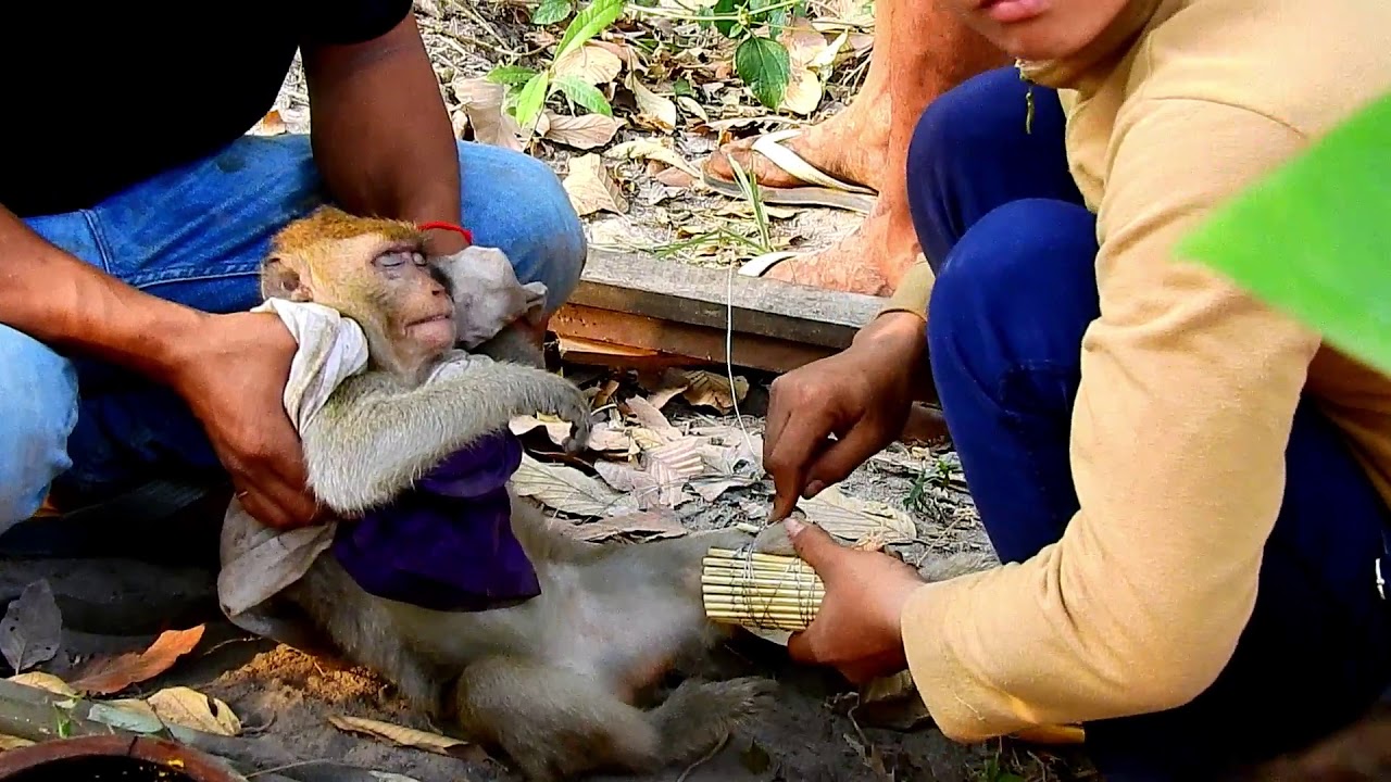 O.M.G!! Poor Baby monkey Serious Injury Left Leg Get by Wild Group Bit ...