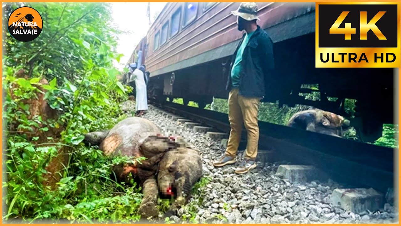 Tragic & Shocking! 45 Animal Train & Car Crashes You Won’t Believe Were ...