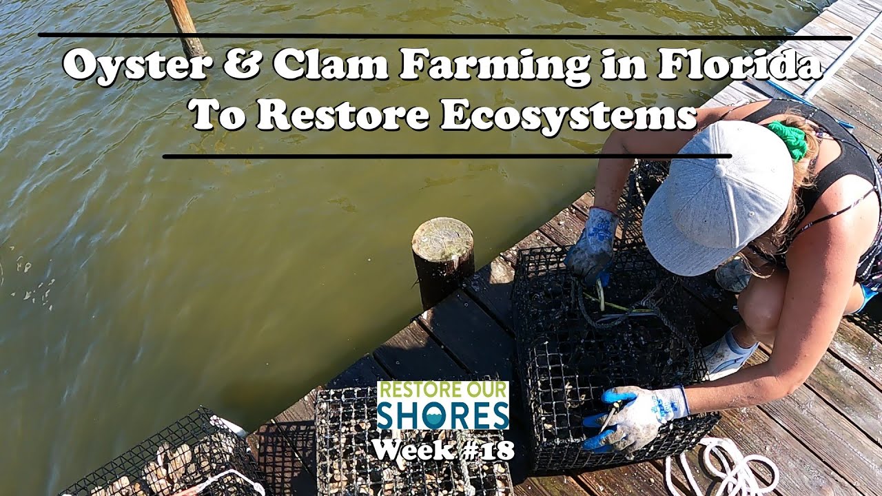 Oyster and Clam Farming in Florida to Restore Ecosystems | Week 18 ...