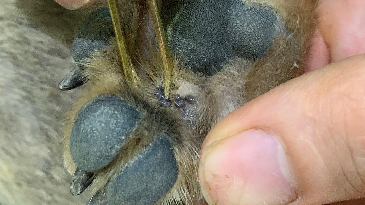 How to Remove Ticks from the Mother Dog and Puppies with Tweezers ...