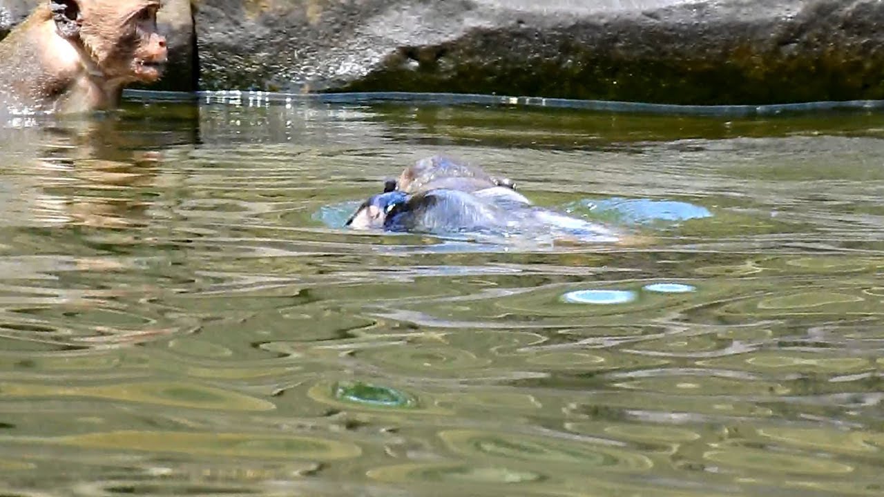 OMG! What happened to baby monkey on the back of mom monkey in the ...