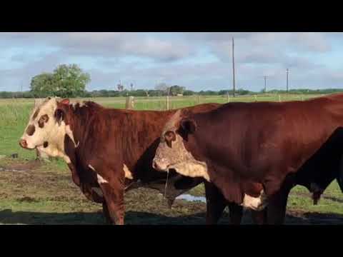 Registered Braford Bulls - YouTube