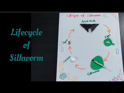 Lifecycle of silkworm/Science project/Science activity/ 3D model for ...