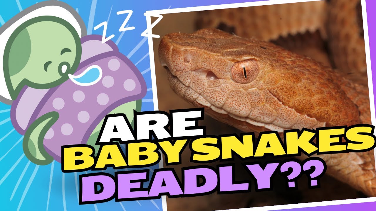 DEADLY baby SNAKES! Nothing but the TRUTH about baby pit vipers! - YouTube