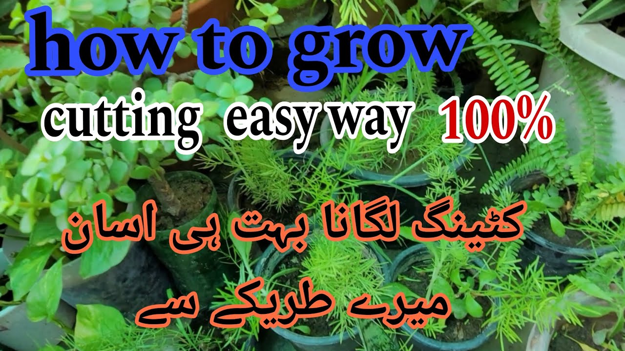 How to grow plant cutting in easy way|100% resulut|All plants grow| for ...