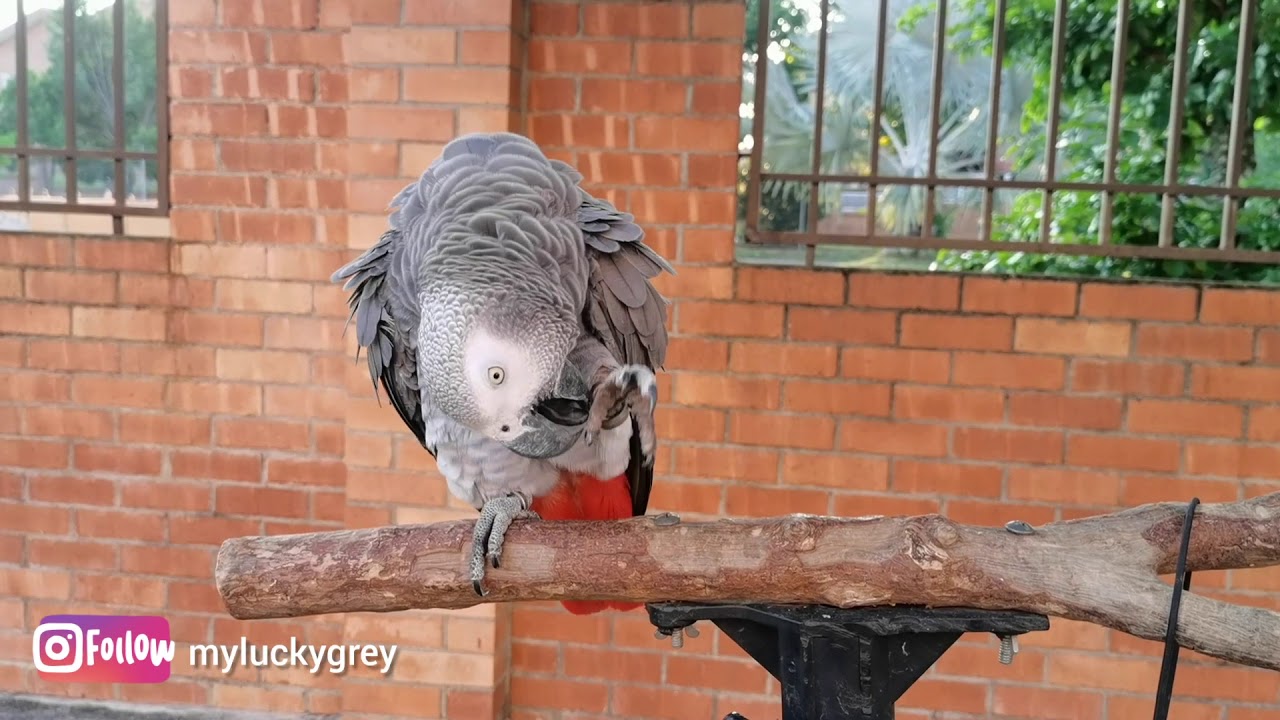 Congo African Grey Preening - YouTube