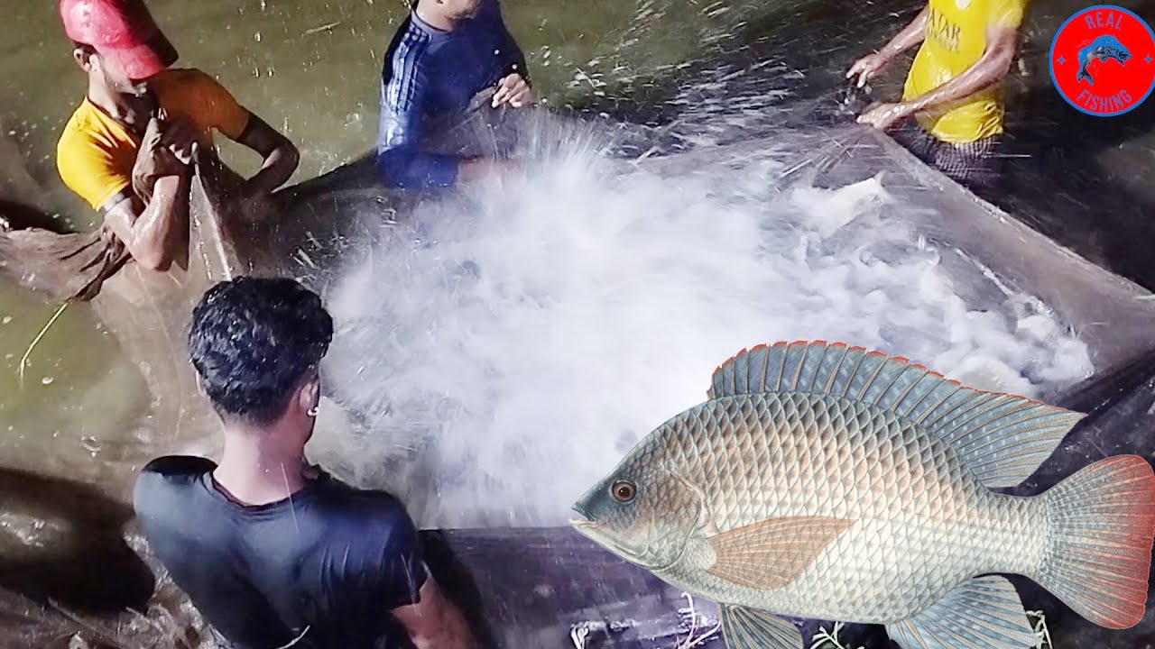beautiful scene and catch some delicious fish | Village Pond Fishing ...