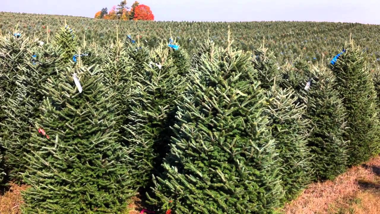 Downey Trees Tagged Trees True Blue Fraser Fir - YouTube
