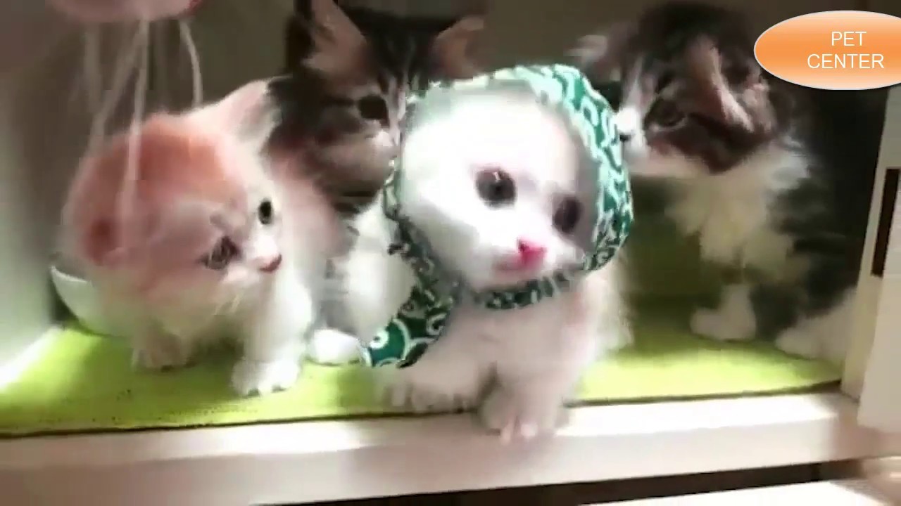 PET CENTER-Cats are so funny you will die laughing Funny cat ...