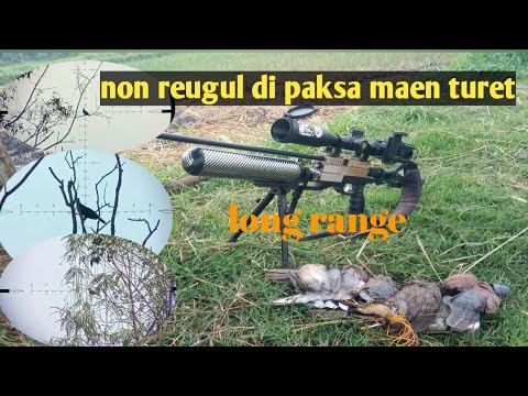 Hunting puter genni edisi long range turet sampek ngos ngosan😁😁 - YouTube