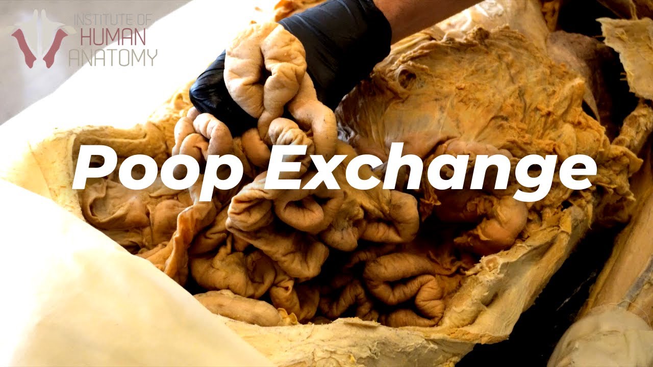 Fecal Matter Transplants | The Institute of Human Anatomy - YouTube