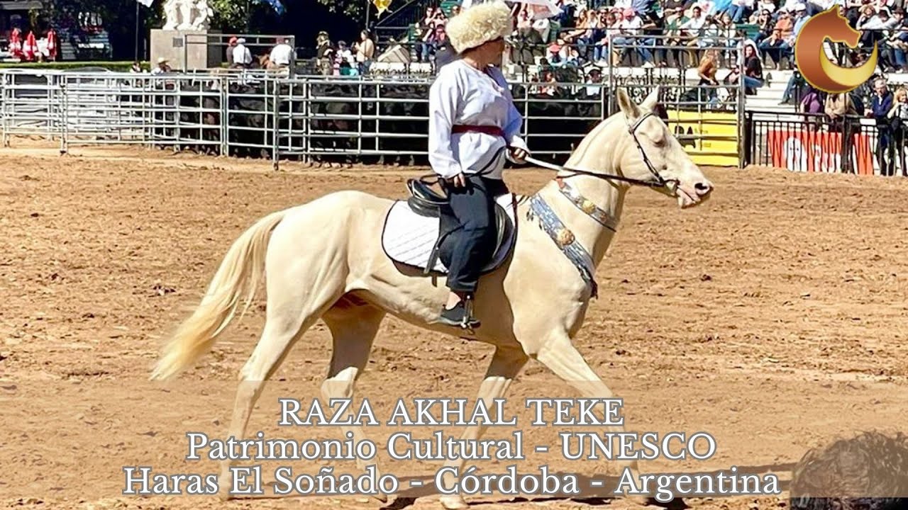Raza AKHAL TEKE, Haras El Soñado, Córdoba, Argentina cría unos de los ...