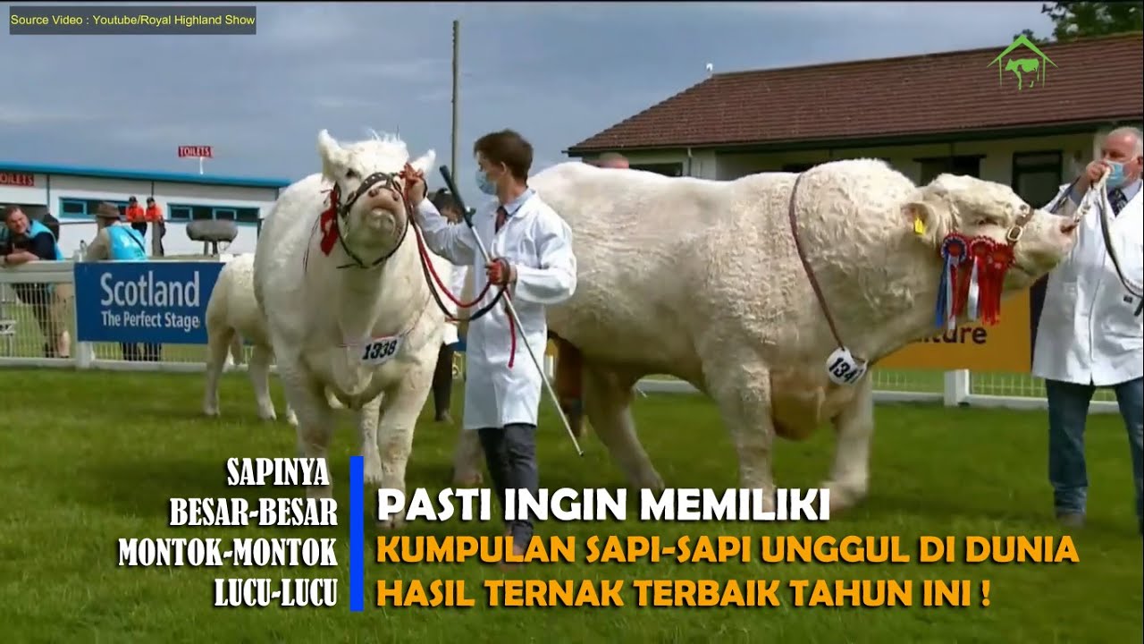 Sapi Sapi Terbaik Ada di Sini, Kontes Sapi Skotlandia Paling Keren di ...