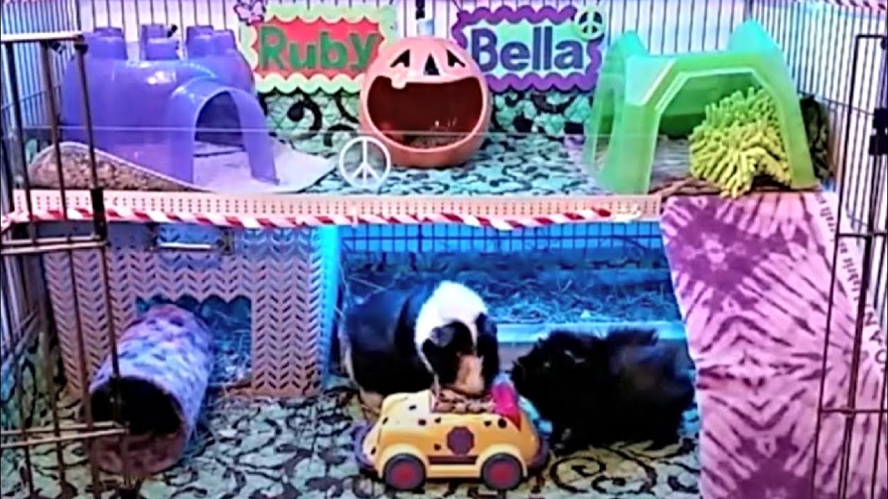 Cute Piggies!!! Bella & Ruby Guinea Pig - Live Stream August 3, 2020 - YouTube