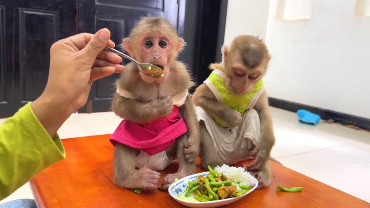 Mother raises two baby monkeys well - YouTube