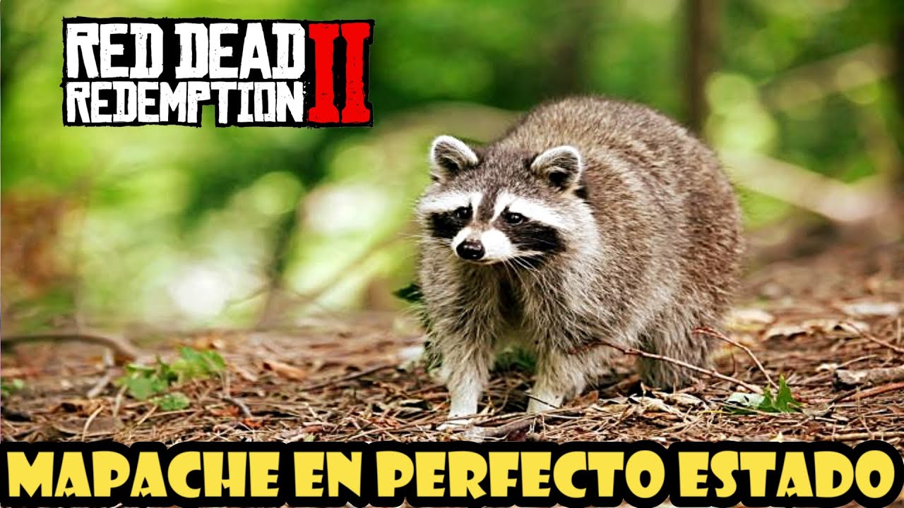 Como cazar un MAPACHE con la PIEL en PERFECTO ESTADO en Red Dead ...