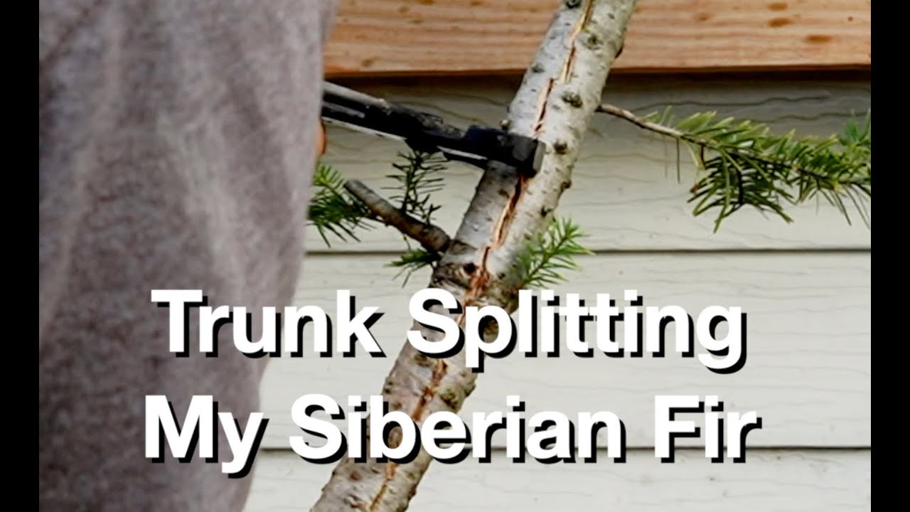 Siberian Fir Trunk Split: Dave's Bonsai E429 - YouTube
