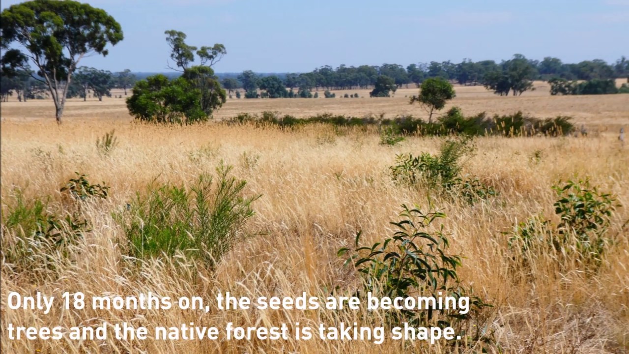 145 ha of native bushland restored in Central Victoria - YouTube