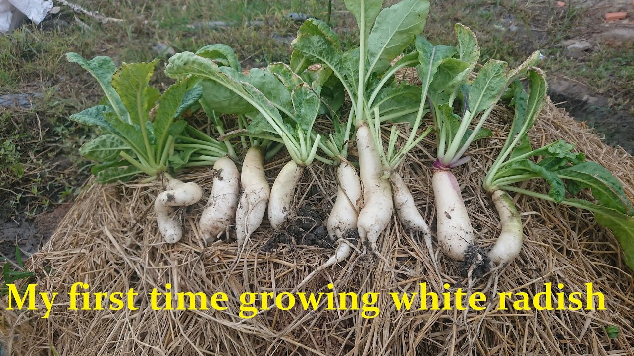 My first time growing white radish| Soc Garden - YouTube