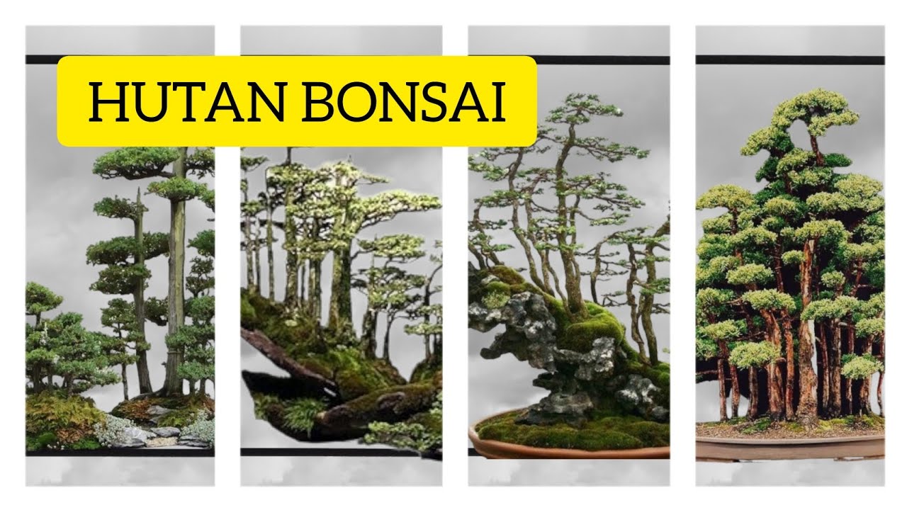 INSPIRASI HUTAN BONSAI || BONSAI GROUPING - YouTube