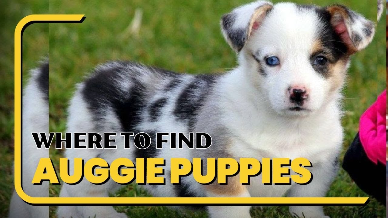 Where to Find Auggie Puppies for Sale - YouTube