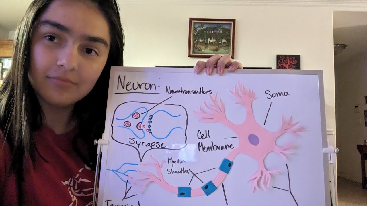 Psych 001: Neuron Model for Mr. Fortune's Class - YouTube