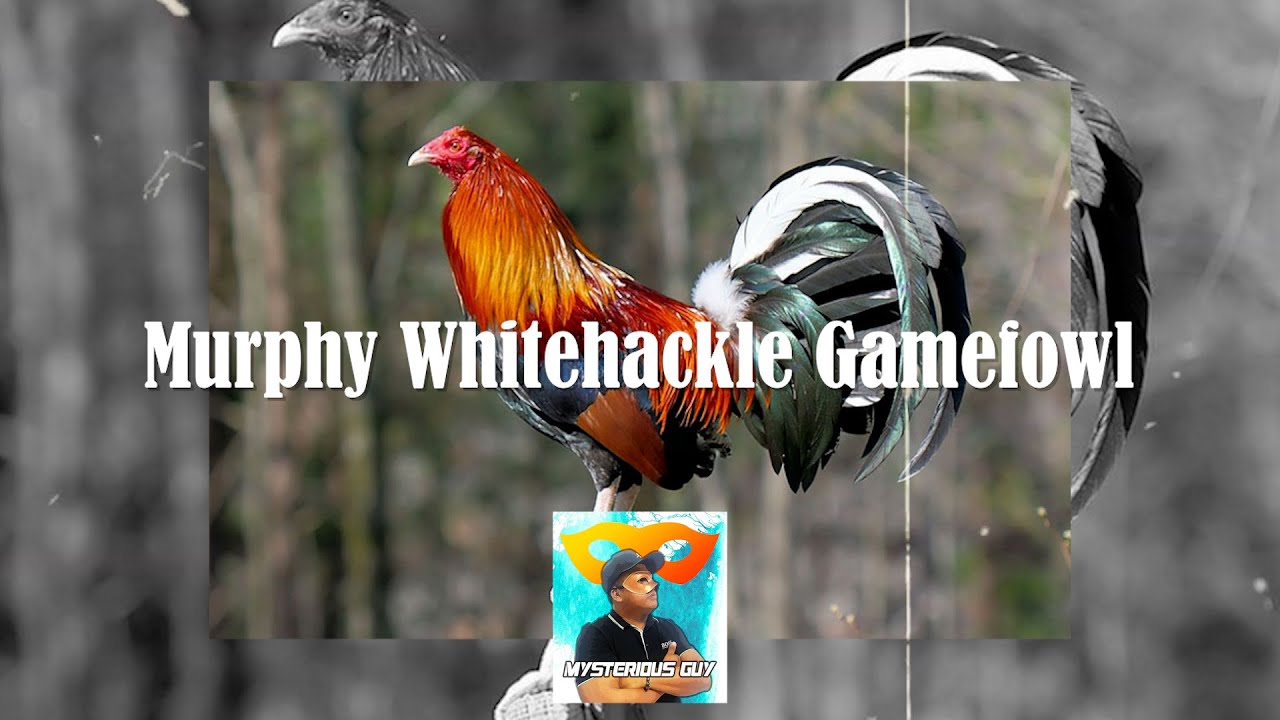 Murphy Whitehackle Gamefowl ang TOP na Manok sa Pinas? - YouTube