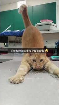 Tripping Out Cat'S Crazy Catnip Adventure - YouTube