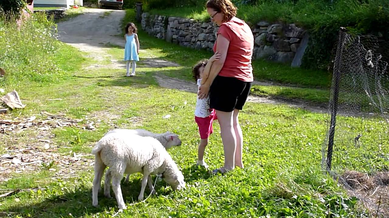 When Sheep Attack - YouTube