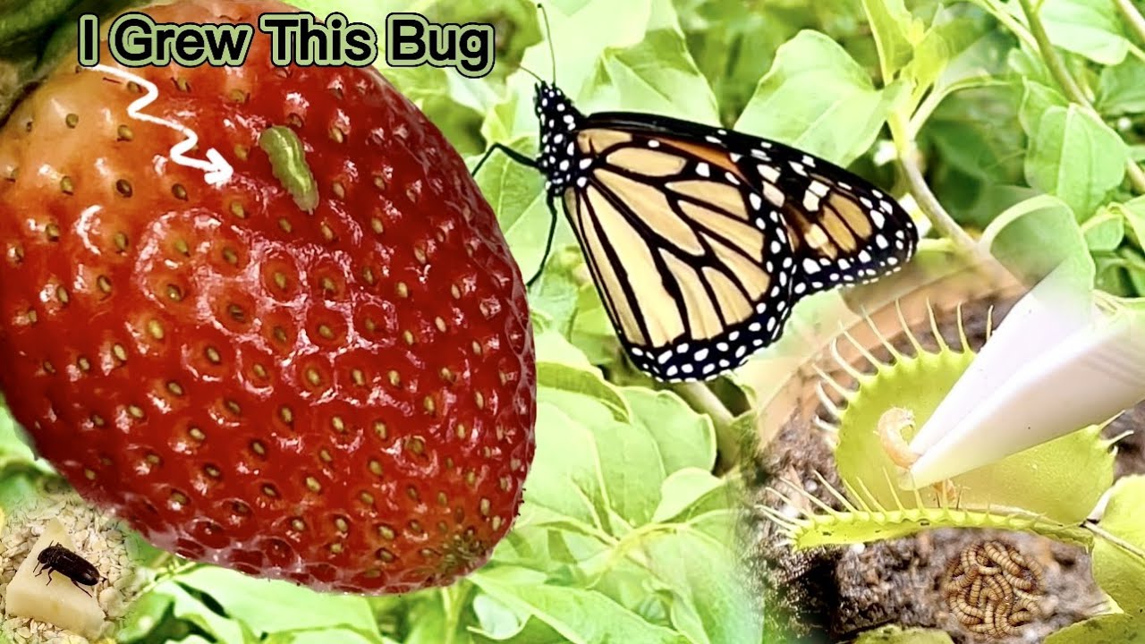 I Found A Bug On My Strawberry And Grew 100 Of Them - YouTube