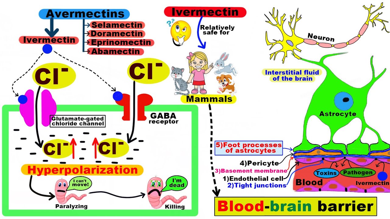 Ivermectin- Mechanism of action; Indications; Toxicity (Antihelminthics ...