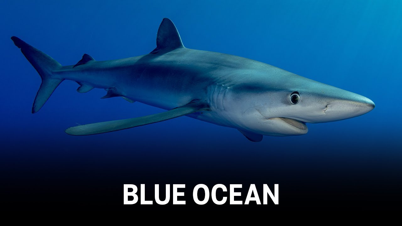 Blue Ocean - Pelagic Sharks - YouTube